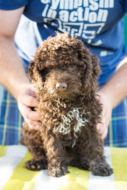 Lagotto Romagnolo, štenci