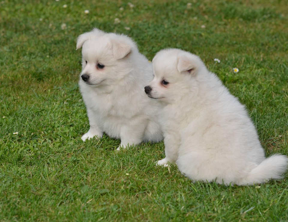 NEMAČKI ŠPIC – štenci snežno bele boje