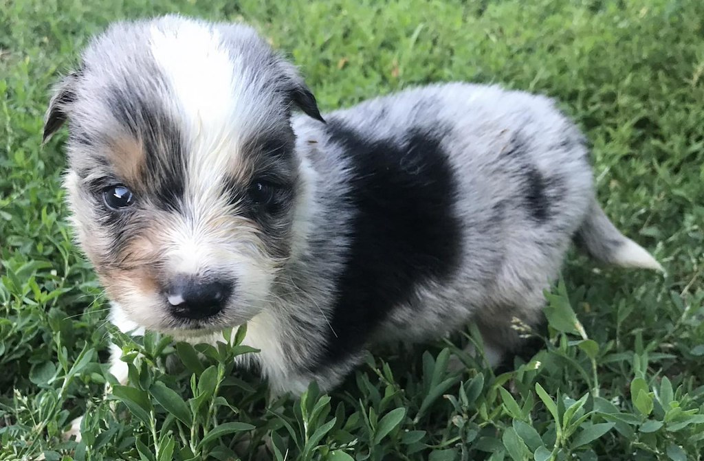 Border collie štenci na prodaju