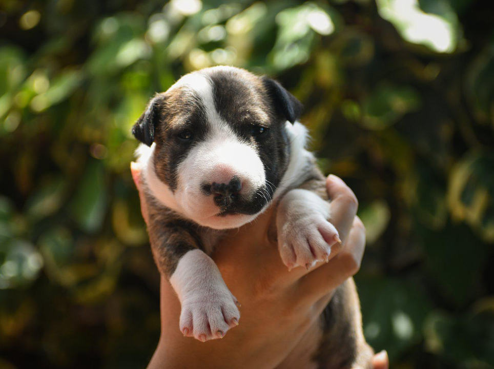 BULL TERRIER stenci