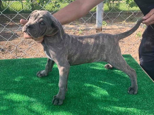 Cane Corso, štenci