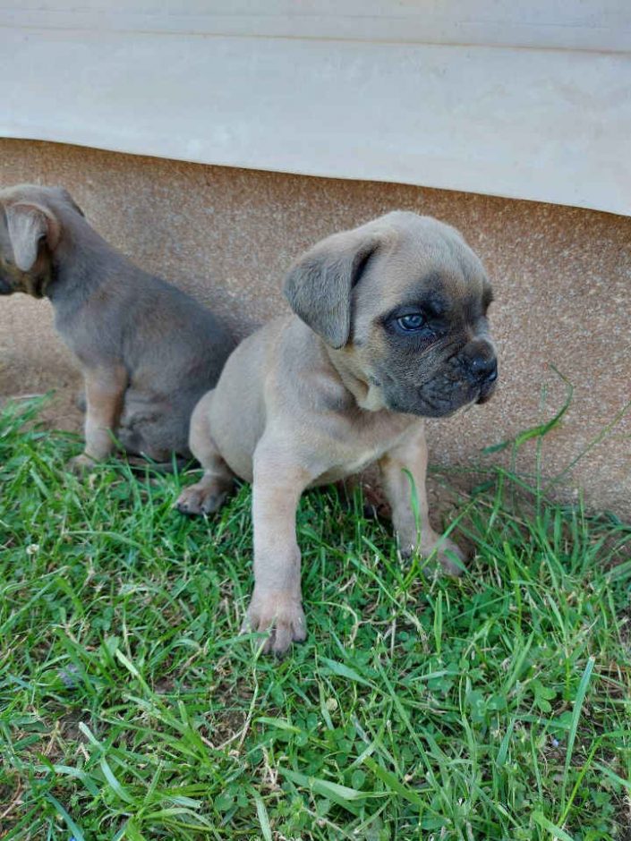 CANE CORSO stenci formentino i sive boje