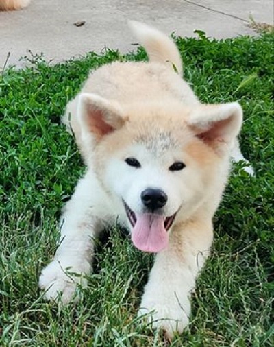Japanska AKITA INU