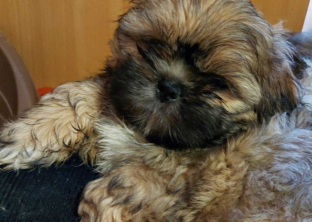 SHIH TZU predivni mali lavić