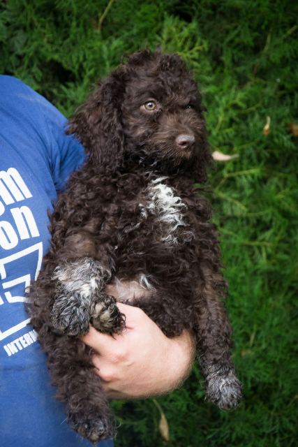 Lagotto Romagnolo, štenci