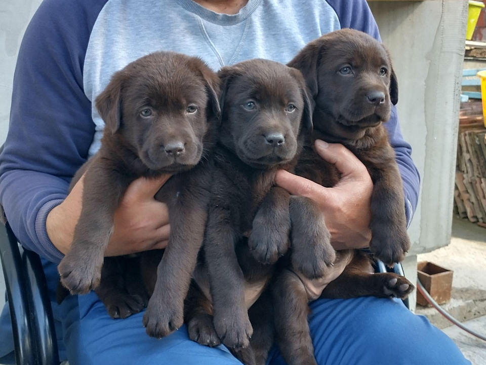 LABRADOR RETRIVER stenci