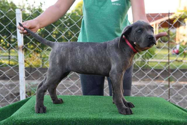 Cane Corso, štenci