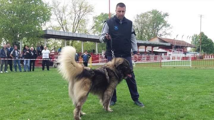 Šarplaninac štenci na prodaju