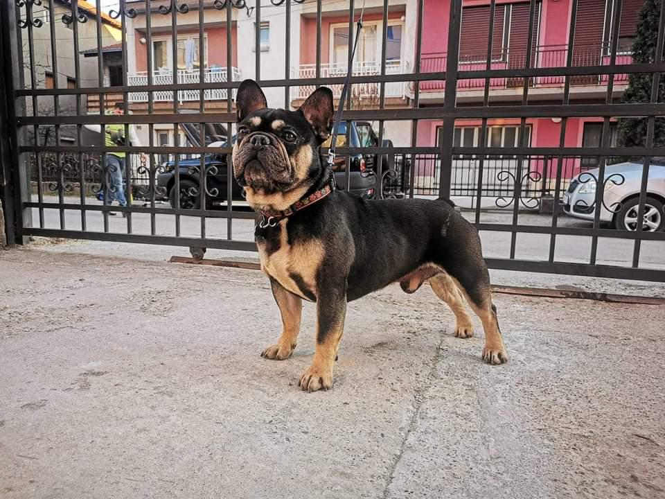 Mlad muzjak FRANCUSKI BULDOG Blek ten – parenje