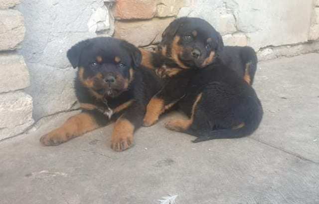 Rottweiler, muško štene