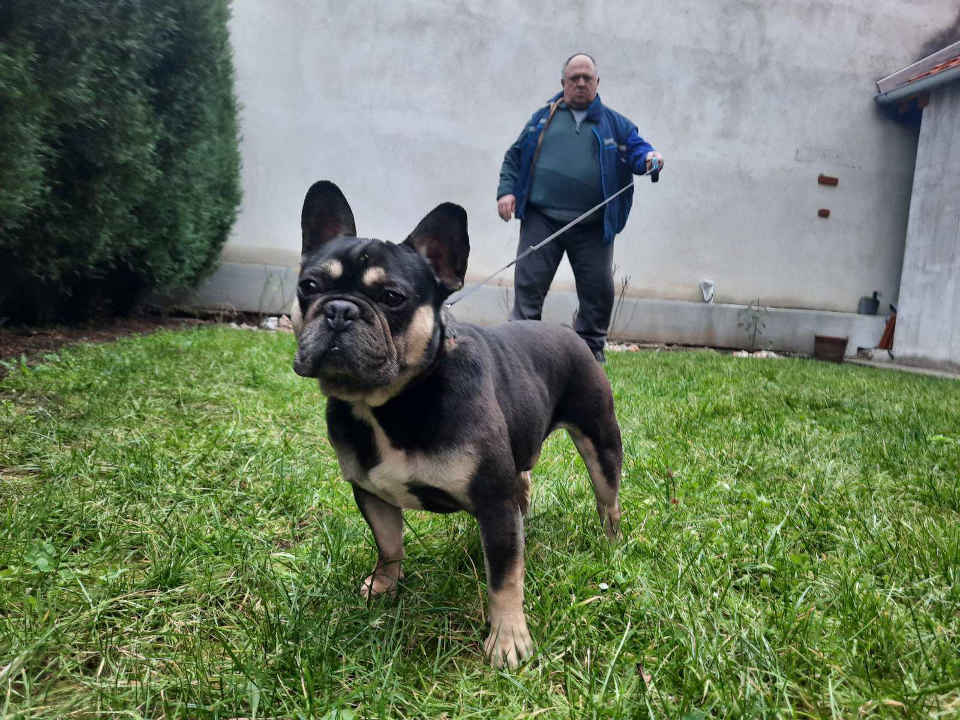 FRANCUSKI BULDOG muzjak za parenje