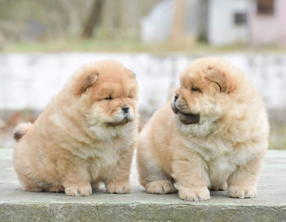 CHOW CHOW dva muzjaka na prodaju