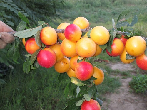 Vocne sadnice – Sorte voća za organsku proizvodnju