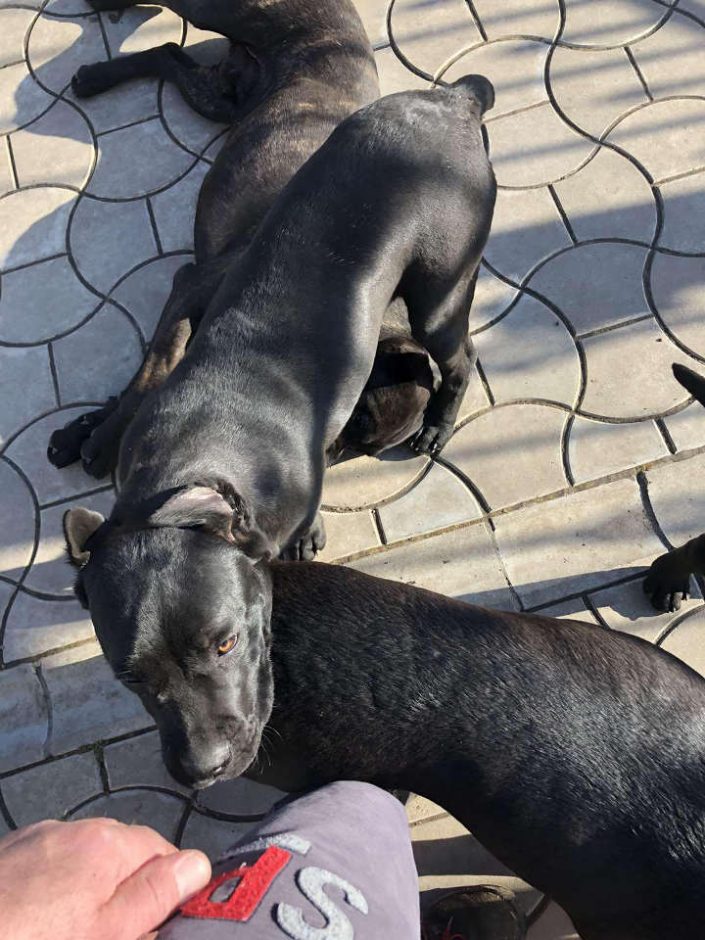 Rasa CANE CORSO stari 8 meseci