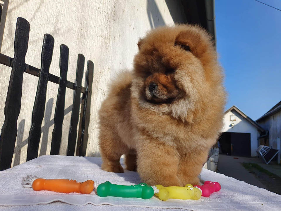 CHOW CHOW musko stene