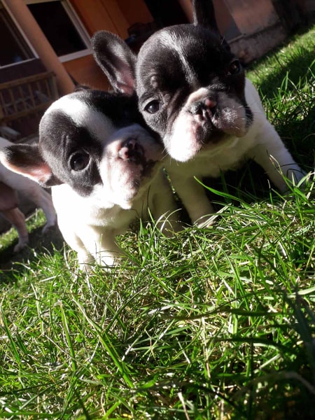 Francuski buldog, prelepe zenkice