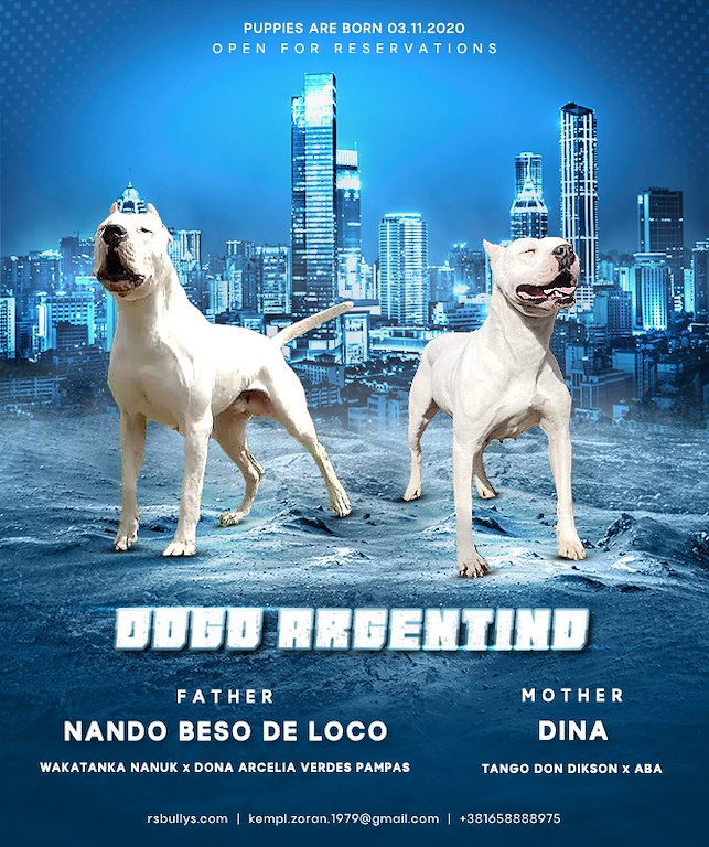 Dogo argentino štenci