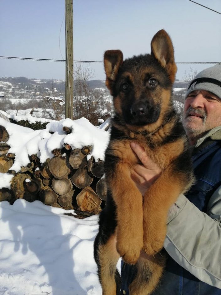 NEMAČKI OVČAR – štenci vrhunskog kvaliteta i porekla