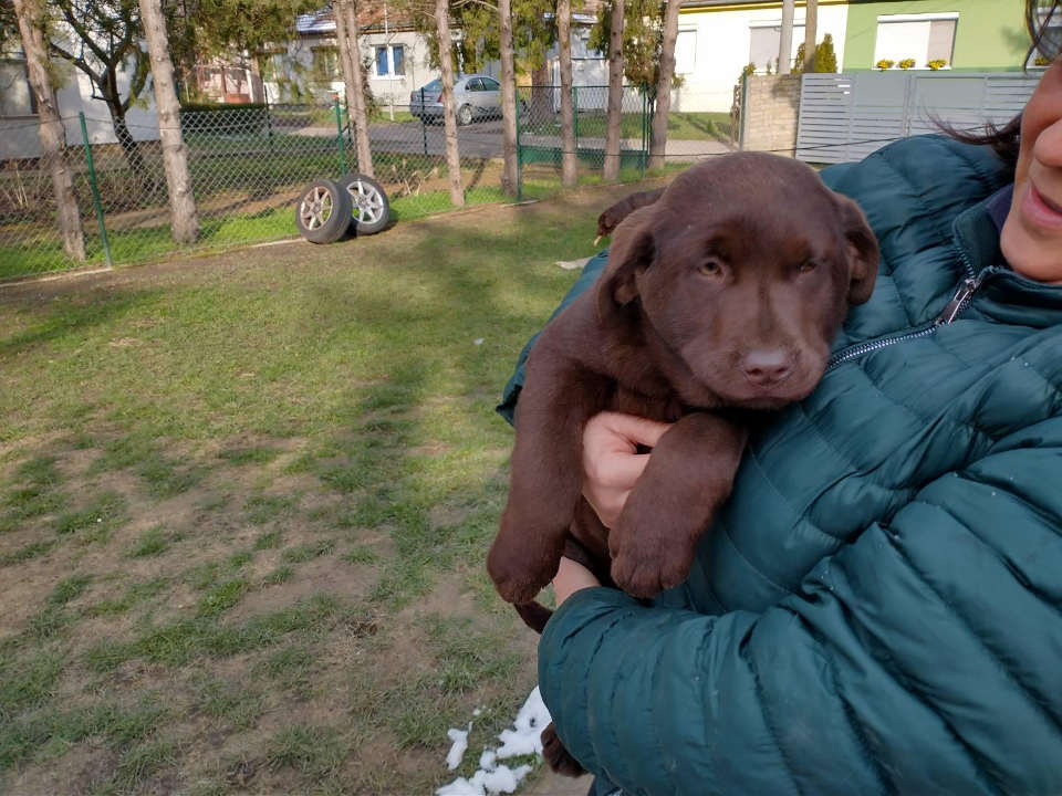 COKOLADNI LABRADORI – vrhunskog porekla