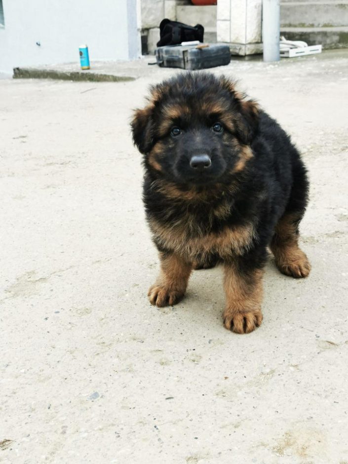 Vrhunski štenci NEMAČKOG OVČARA na prodaju