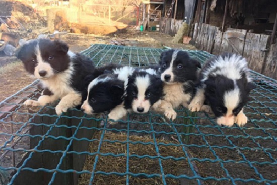 Border Collie stenci