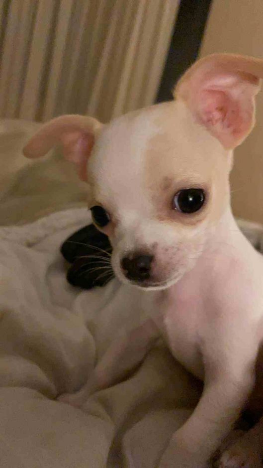 Mini civave “ Princess Chihuahua Kennel „