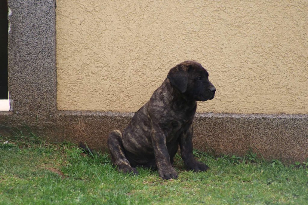 Presa Canario štenci