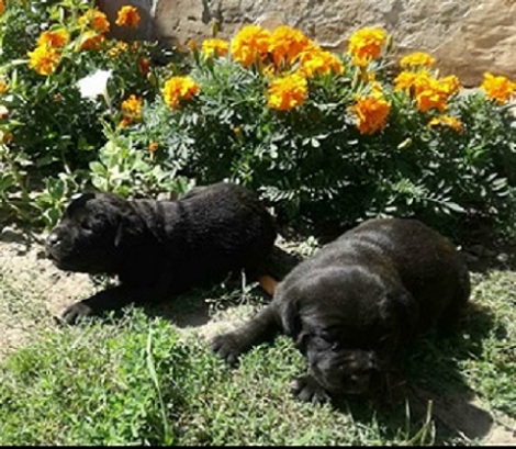 Cane Corso stenci