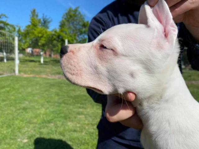 Dogo Argentino, štenci