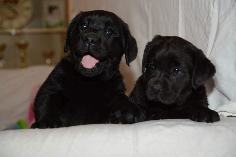 Labrador retriver, crni stenci