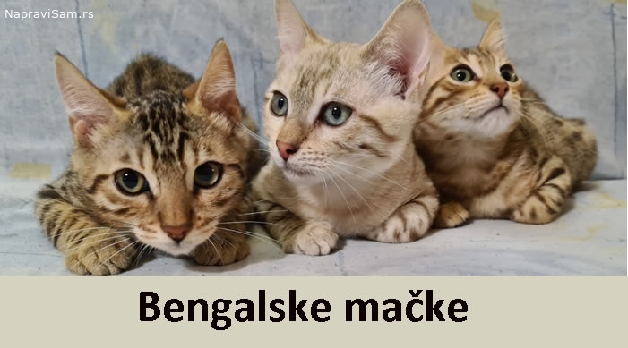 bengalska macke