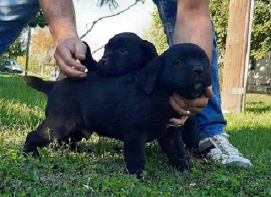 Cane Corso