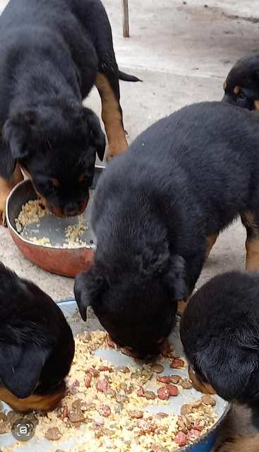 Rottweiler, štenci