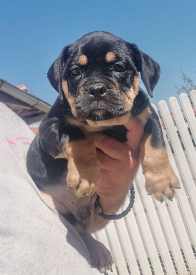 AMERICAN BULLY prelepa atraktivna stenad