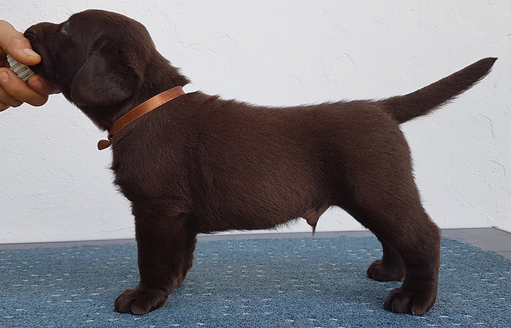 Izuzetna štenad Labrador Retrivera