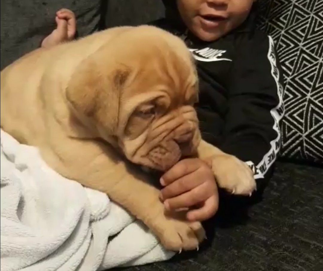 Rodovnica Dogue De Bordeau