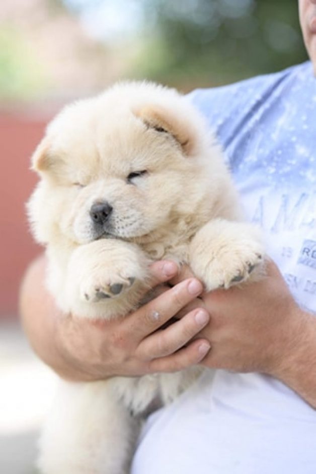 CHOW CHOW musko stene na prodaju