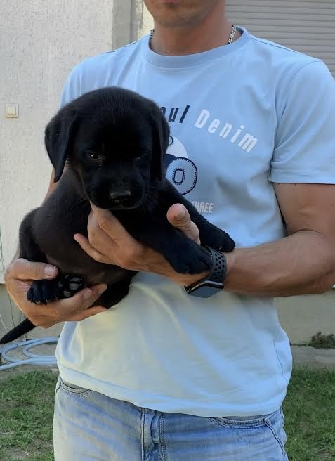Labrador Retriver VRHUNSKI štenci