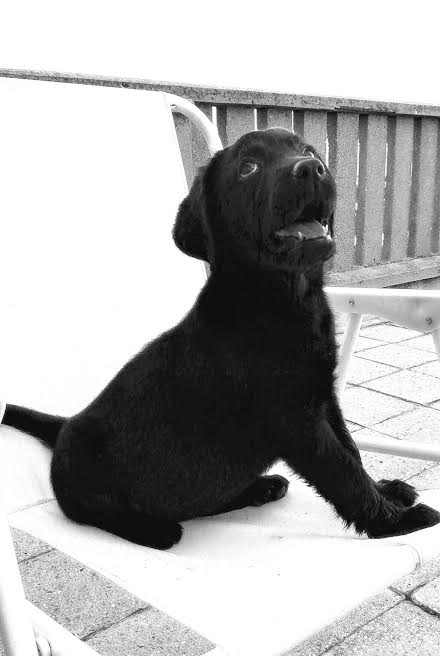 Labrador Retriver, žensko štene