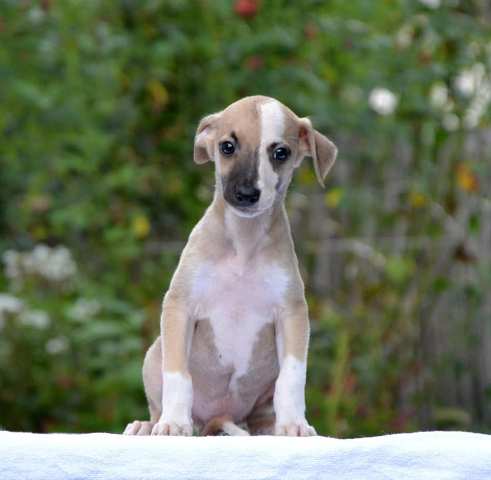 Mali Engleski Hrt Whippet, štenci