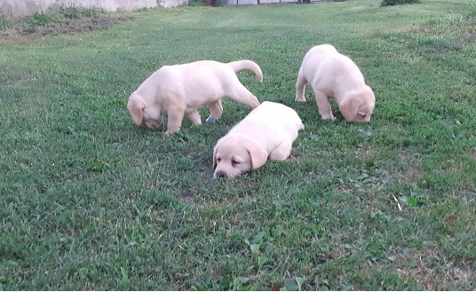 LABRADOR štenci vrhunskog porekla