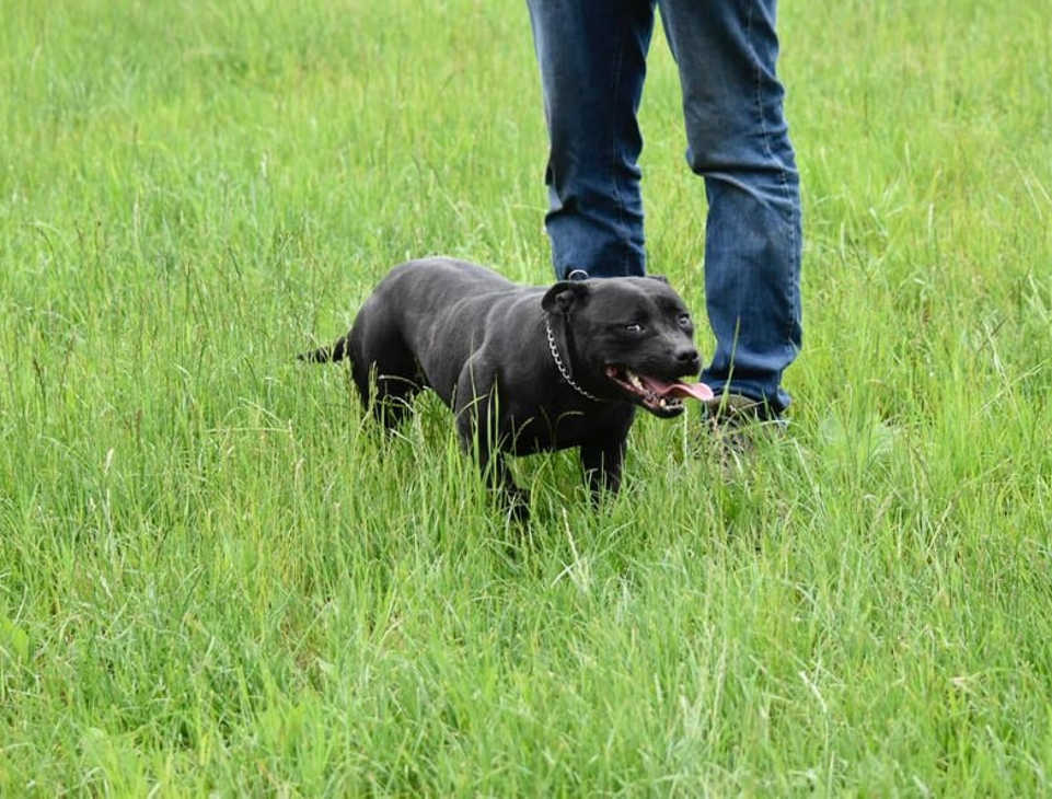 Zenka BULLTERRIERA stara 2 godine