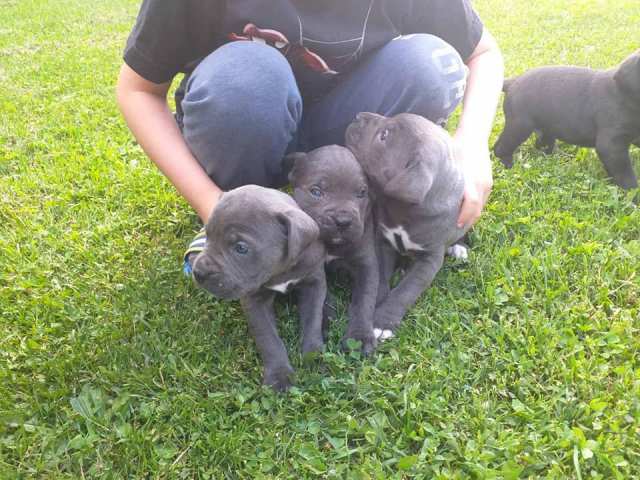 Cane Corso, štenci