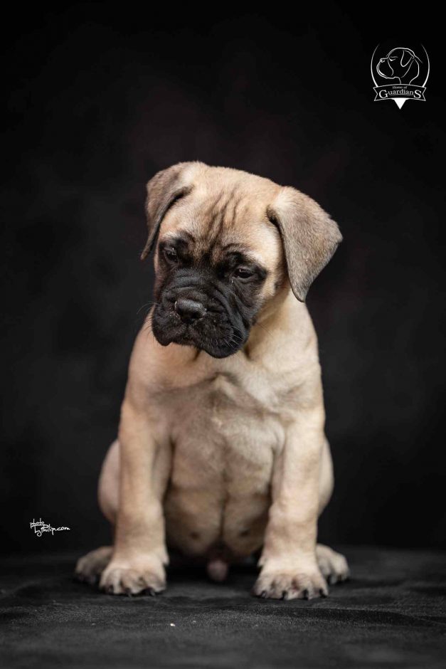 Odgajivačnica bullmastiff-a „Home of Guardians“