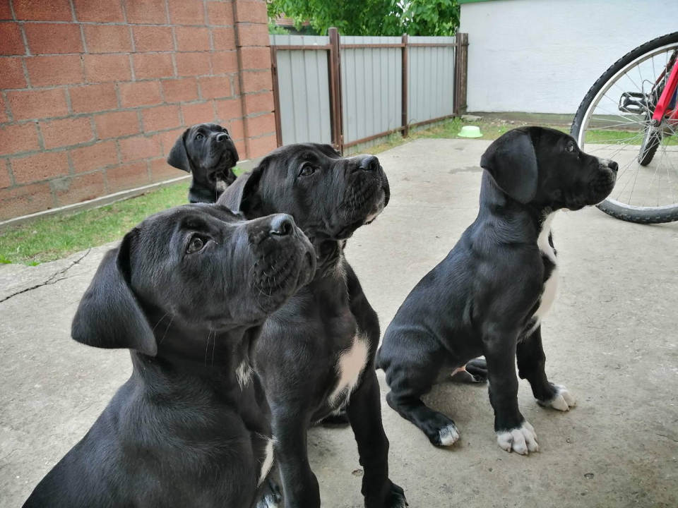 Na prodaju preslatki, napredni stenci CANE CORSO