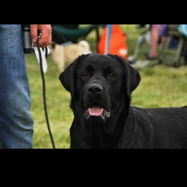 Labrador retriveri