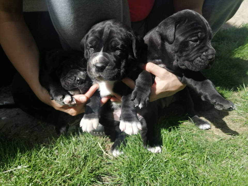 CANE CORSO preslatki, napredni stenci