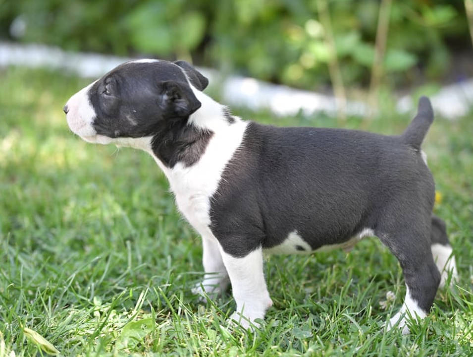 Engleski BULL terrier – 3 muska steneta