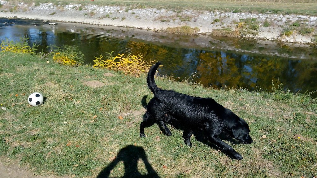 Crni labrador za parenje