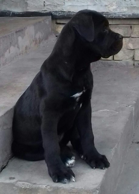 Cane Corso, ženka